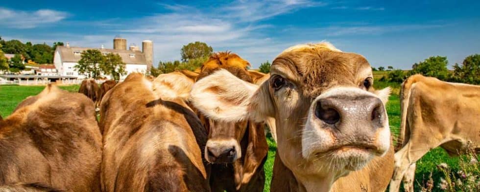 Chalet Cheese | Home of Limburger Cheese